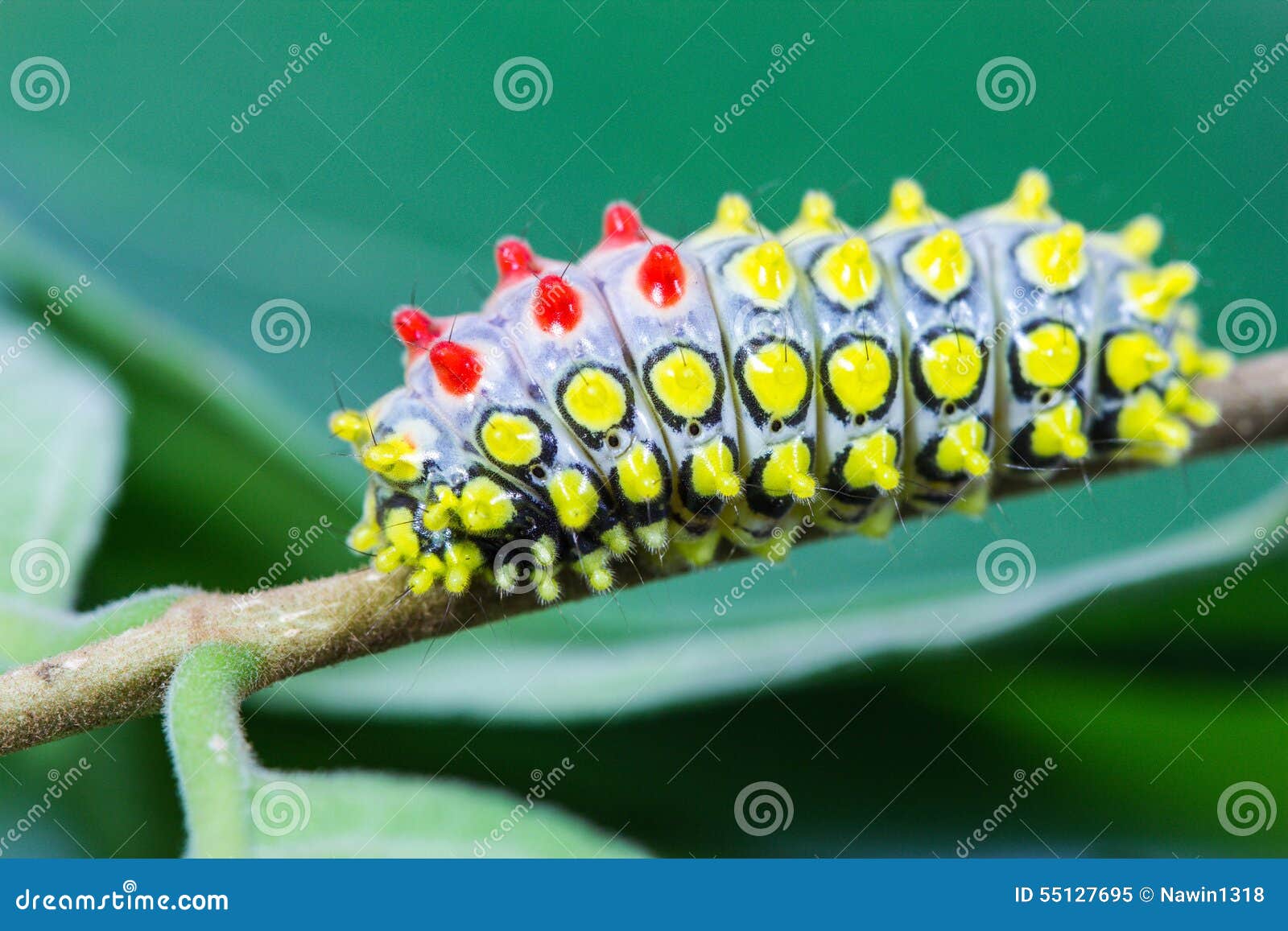 Spikey Worm In The Shade On A Green Leaf Stock Photo | CartoonDealer ...