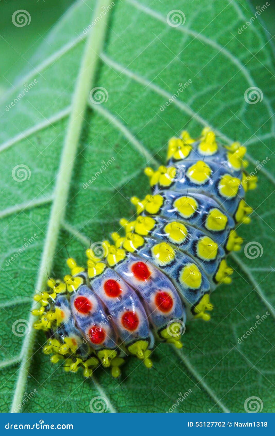 Color butterfly worm stock photo. Image of macro, huge - 55127702
