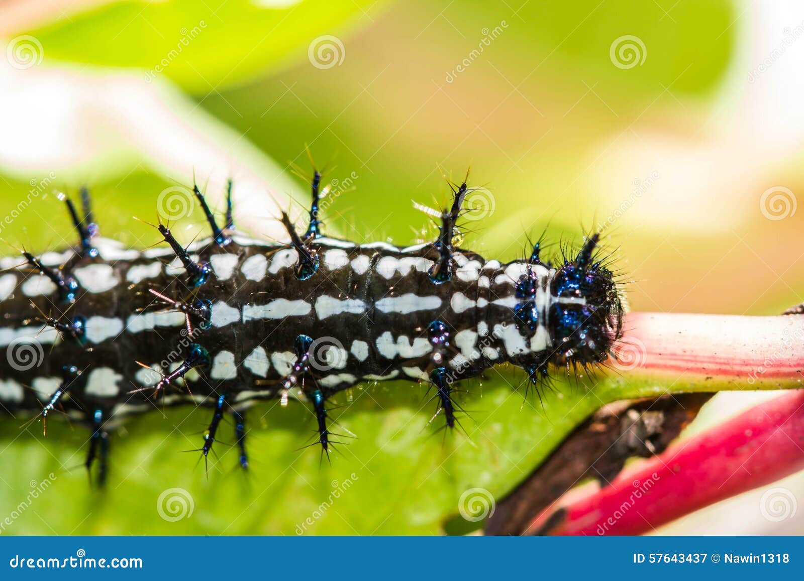 Color butterfly worm stock image. Image of cute, caterpillar - 57643437