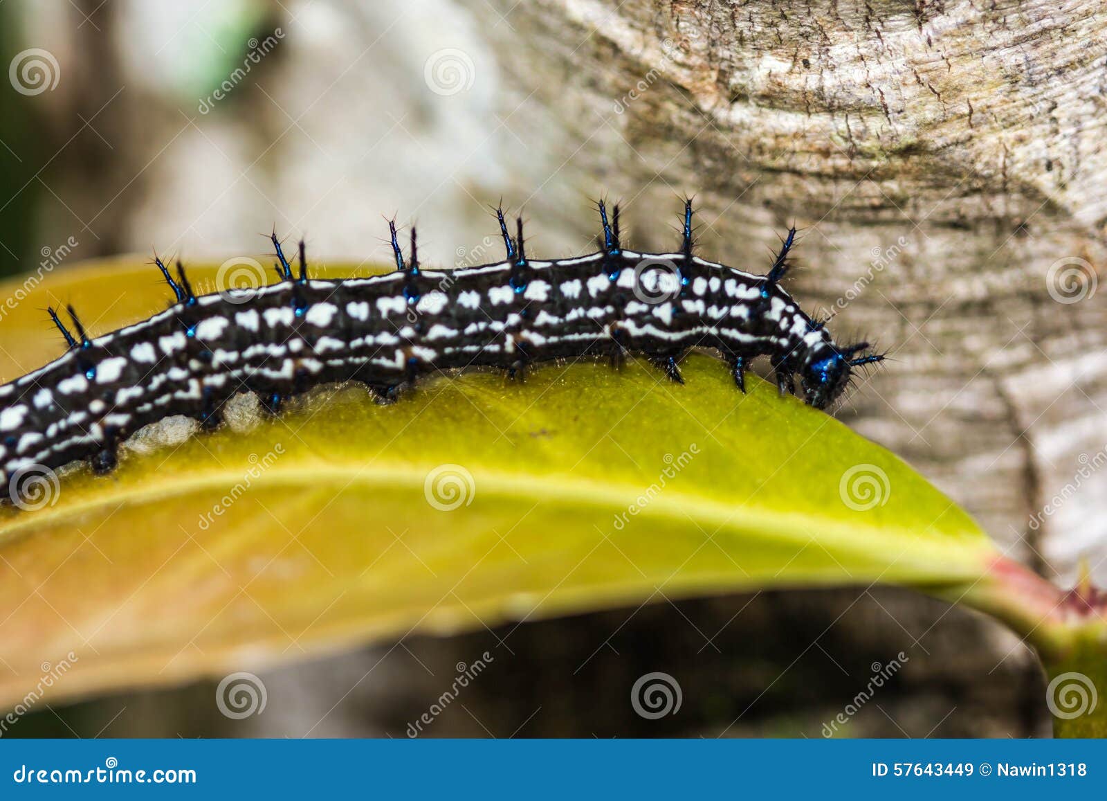 Color butterfly worm stock image. Image of larvae, huge - 57643449