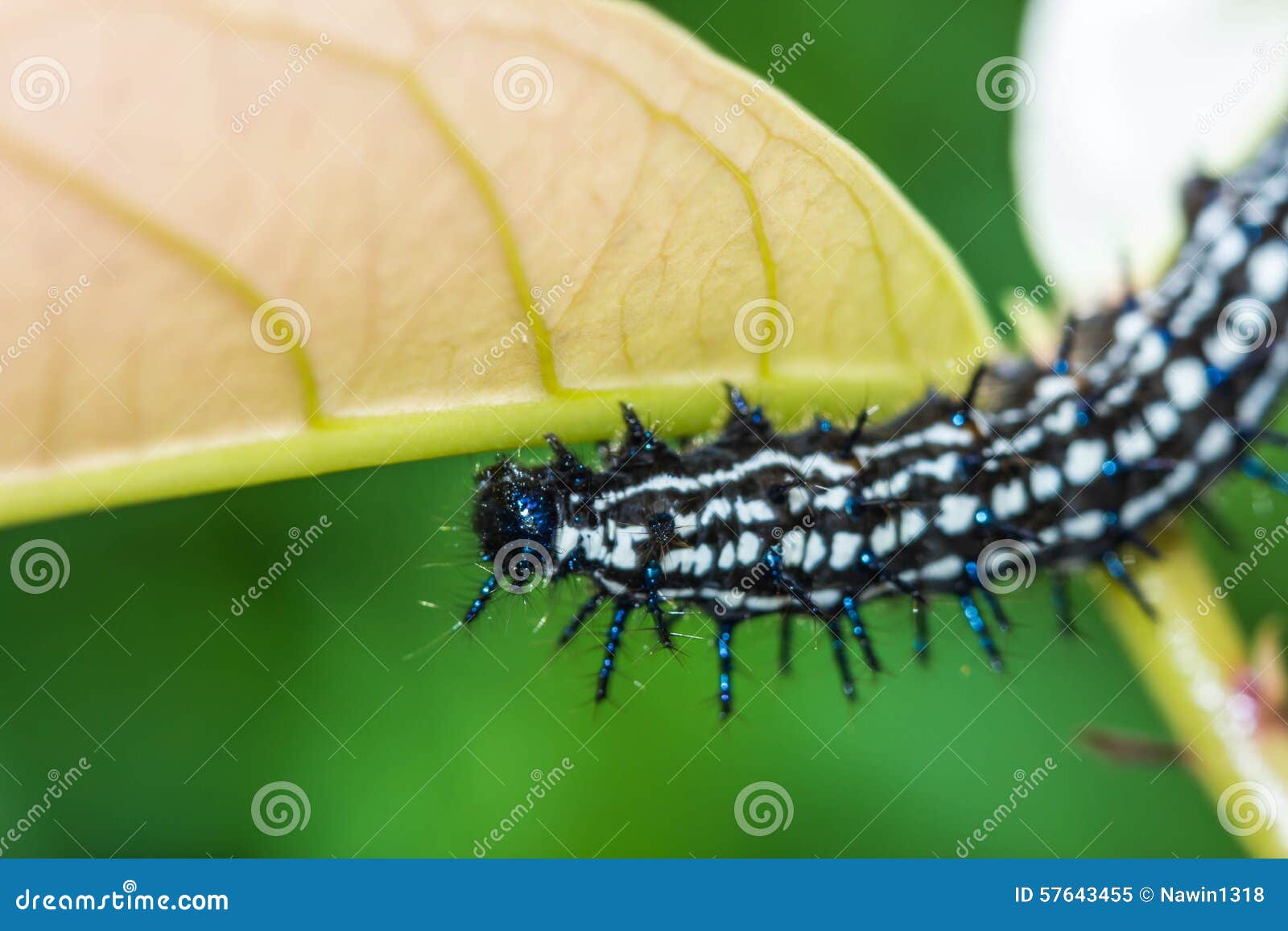 Spikey Worm In The Shade On A Green Leaf Stock Photo | CartoonDealer ...