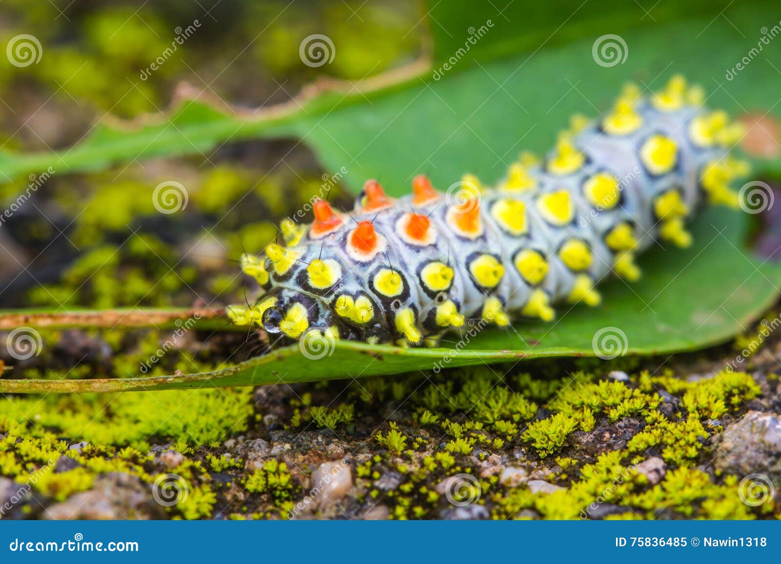 Color butterfly worm stock image. Image of introduced - 75836485