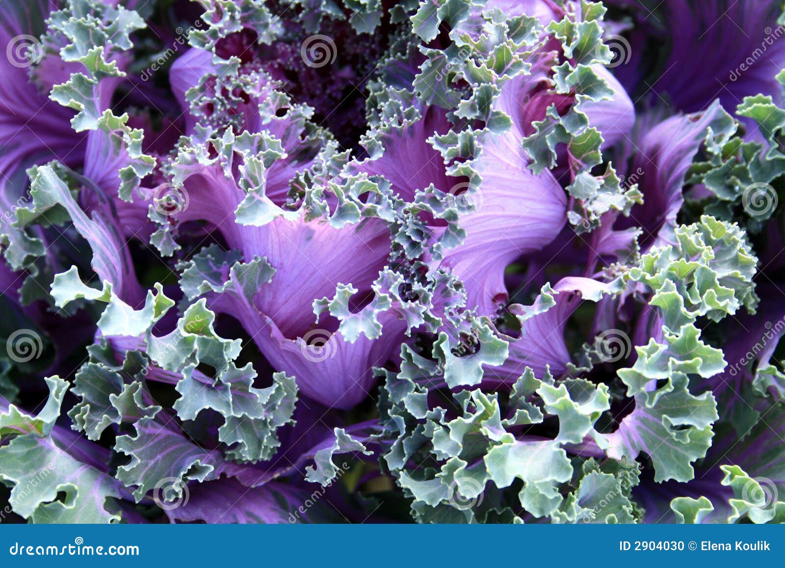 Color cabbage stock photo. Image of rations, breakfast - 2904030
