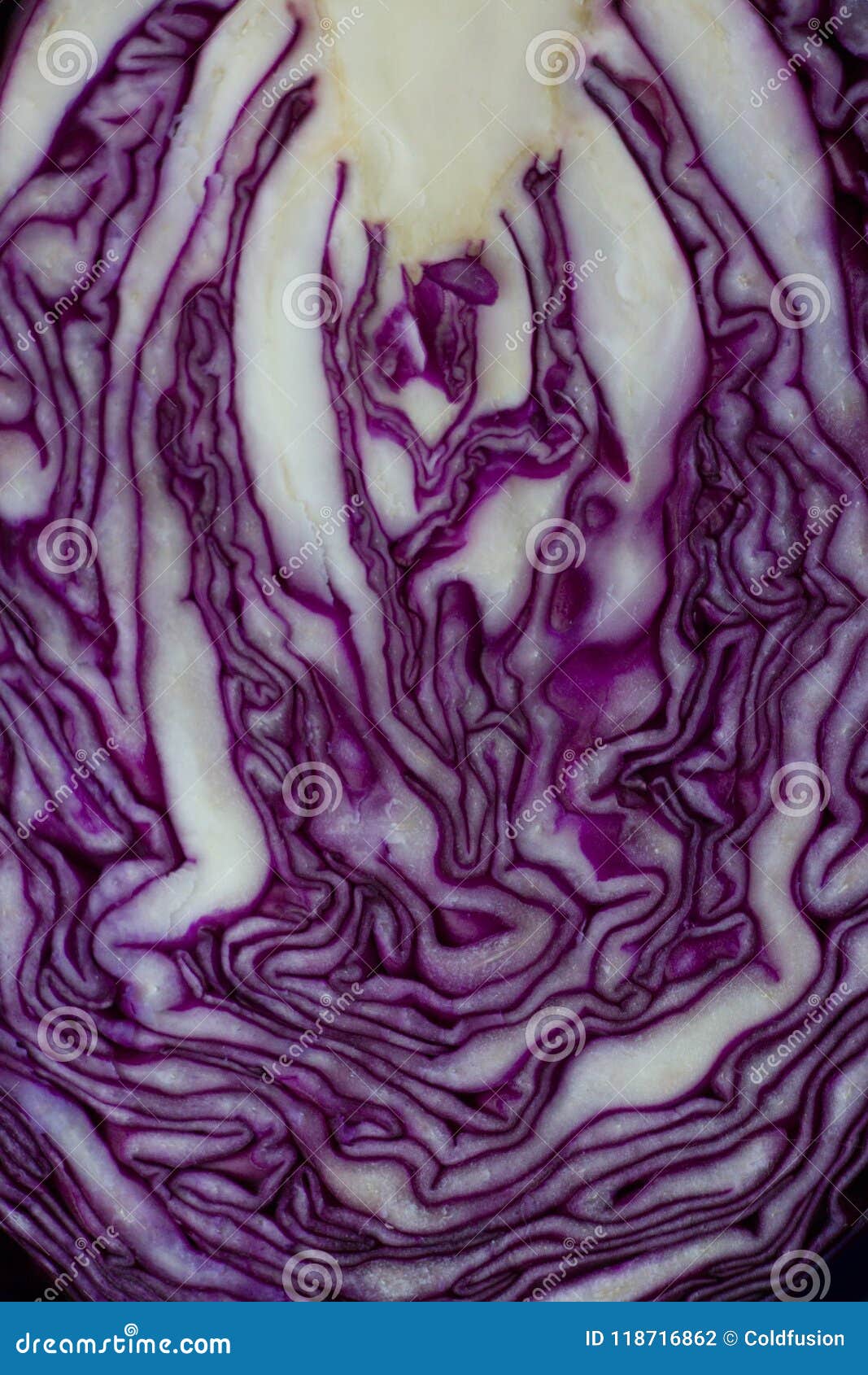 Color cabbage cut stock photo. Image of color, macro - 118716862