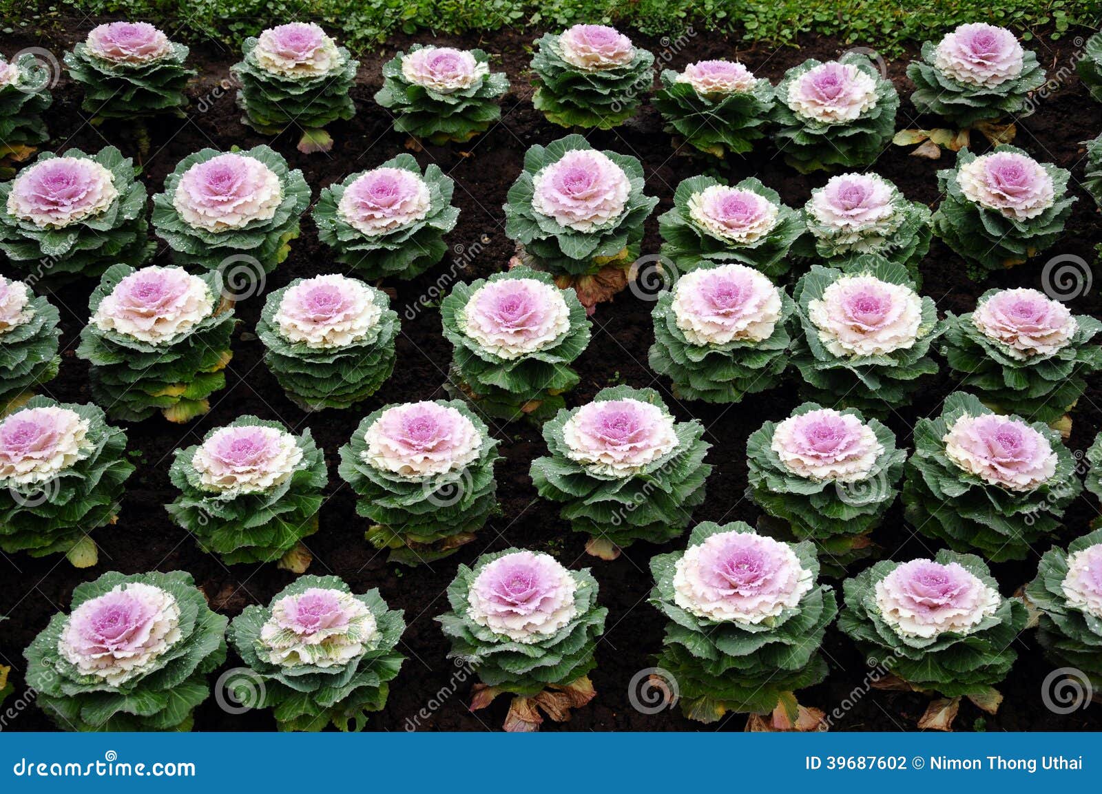 The color cabbage stock photo. Image of foliage, leaf - 39687602