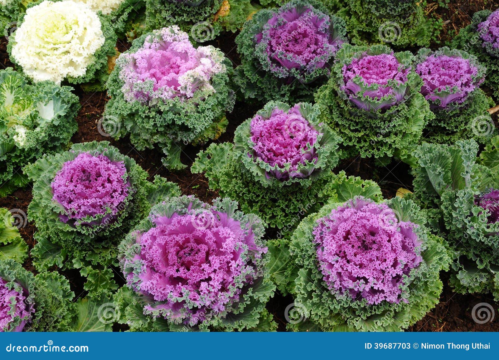 The color cabbage stock image. Image of organic, decorative - 39687703