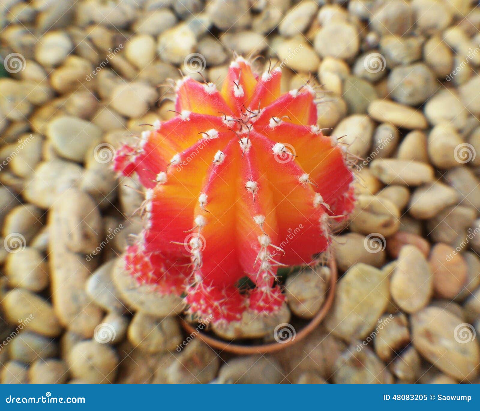 Color cactus. Two tone stock image. Image of garden, cactus - 48083205