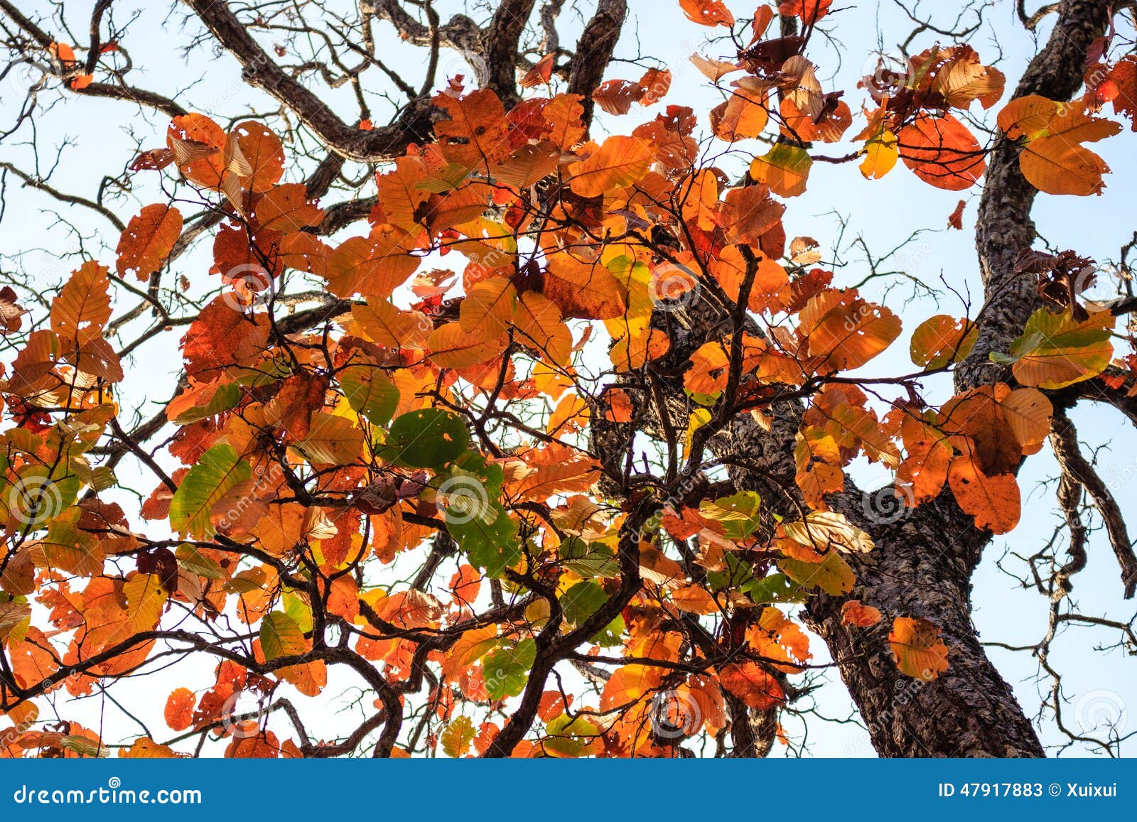 Color Change Leaves in Tree Stock Image - Image of tree, weather: 47917883