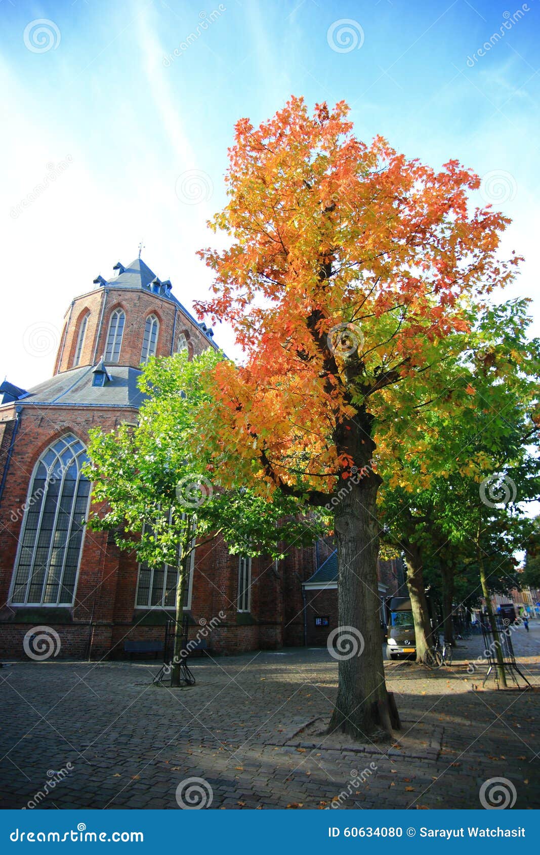Color Change of Tree in Groningen Stock Photo - Image of netherlands ...
