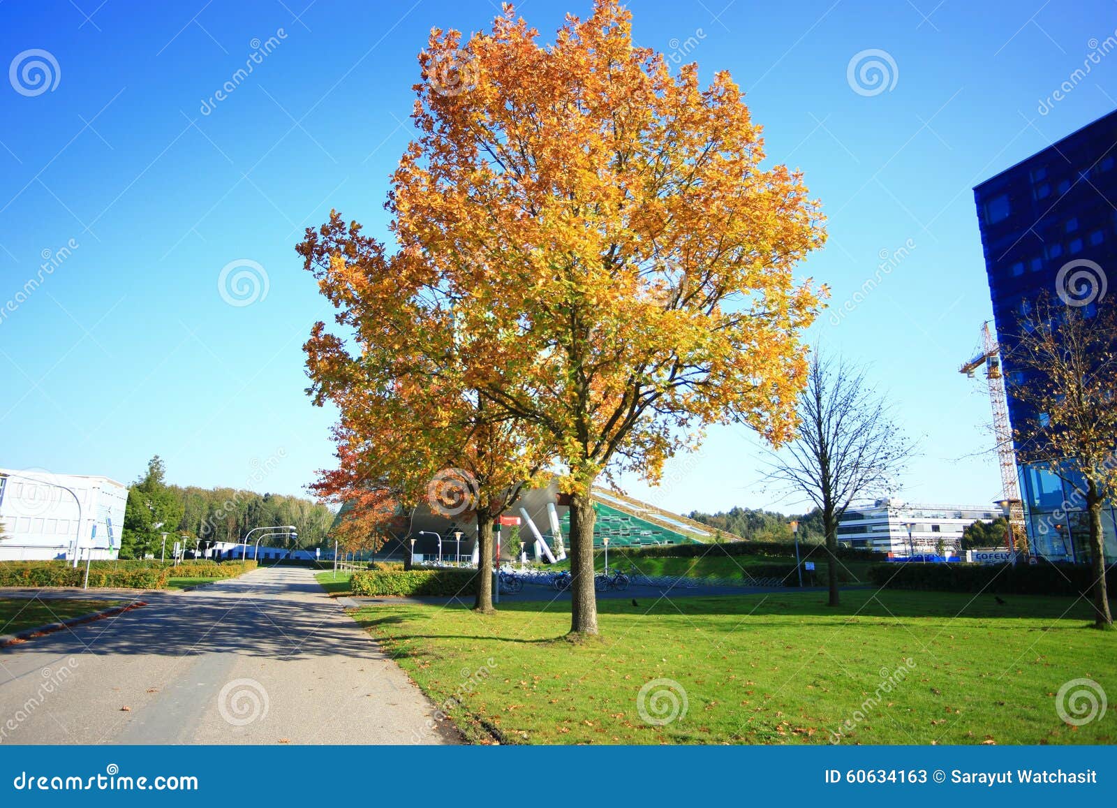 Color Change of Tree in Groningen Stock Image - Image of dart ...