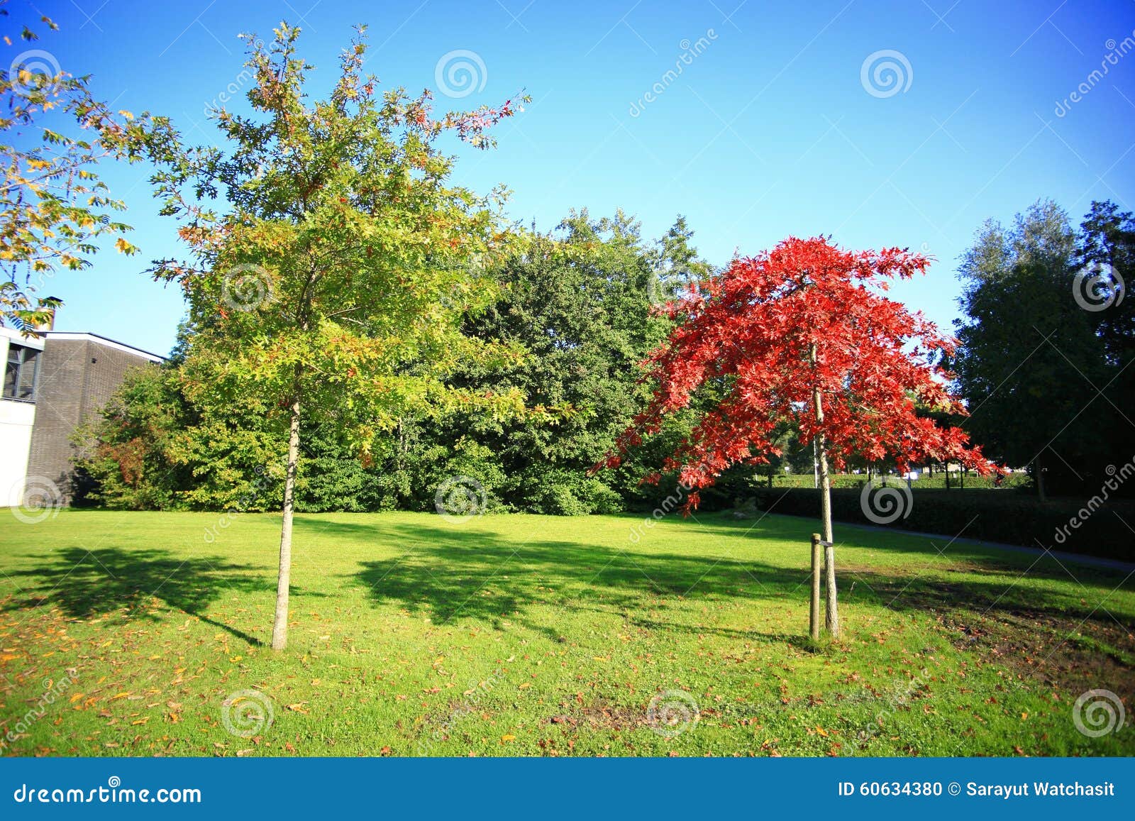 Color Change of Tree in Groningen Stock Photo - Image of dart, change ...