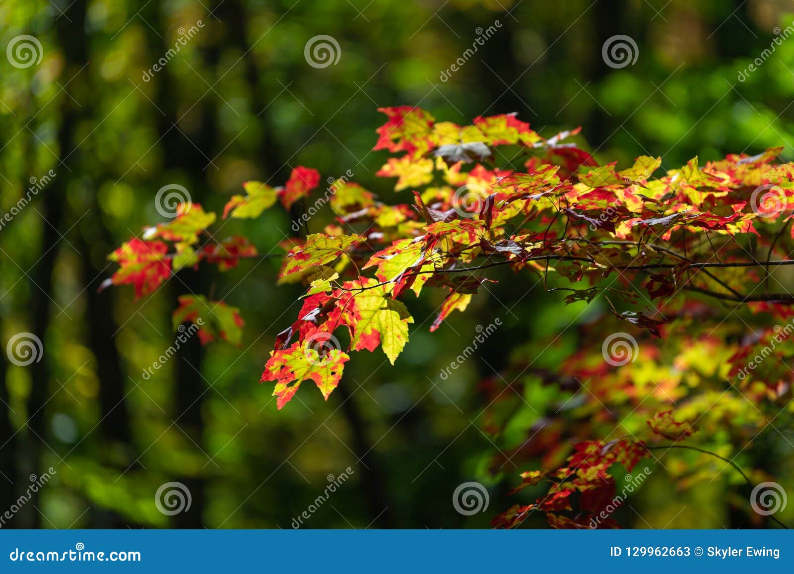 Color changing in autumn stock image. Image of landscape - 129962663