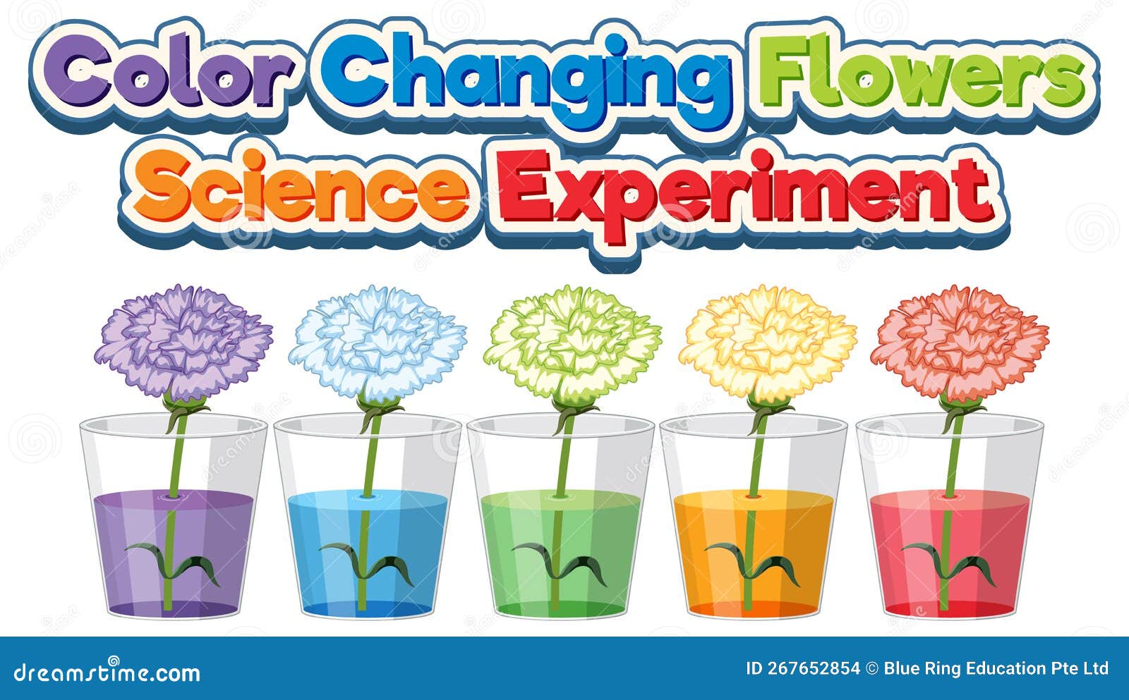 Color Changing Flowers Science Experiment Stock Vector - Illustration ...
