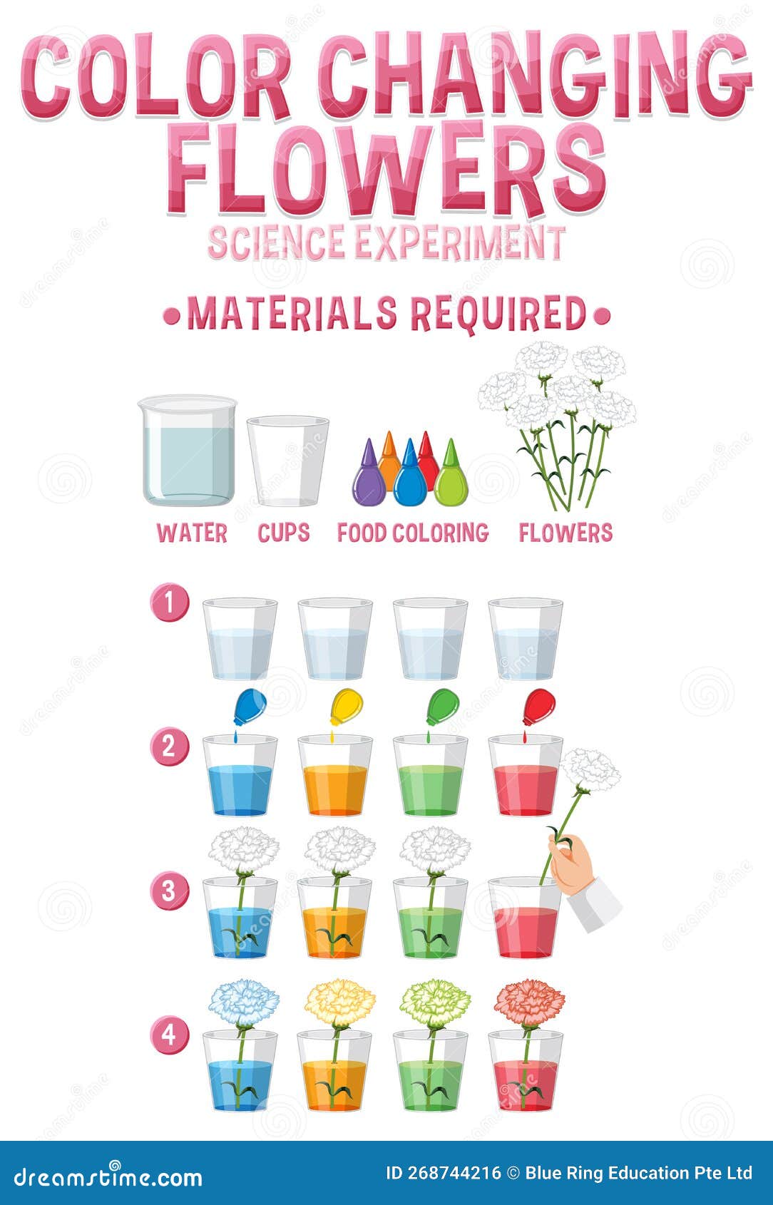Color Changing Flowers Science Experiment Stock Vector - Illustration ...