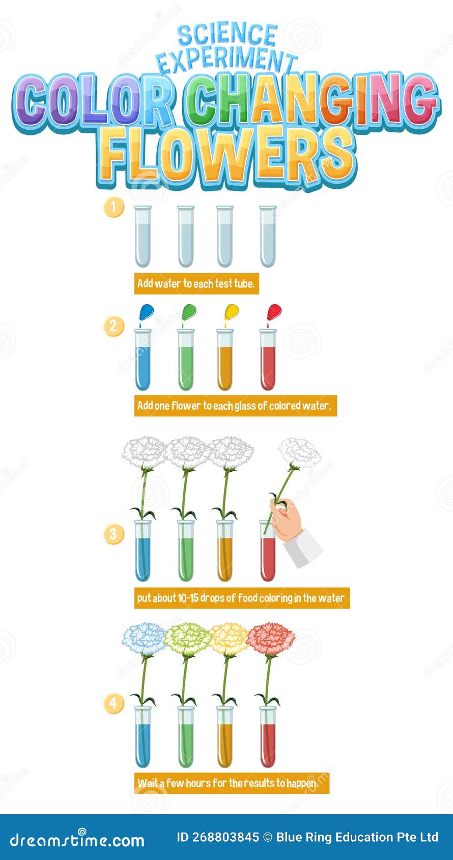Color Changing Flowers Science Experiment Stock Vector - Illustration ...