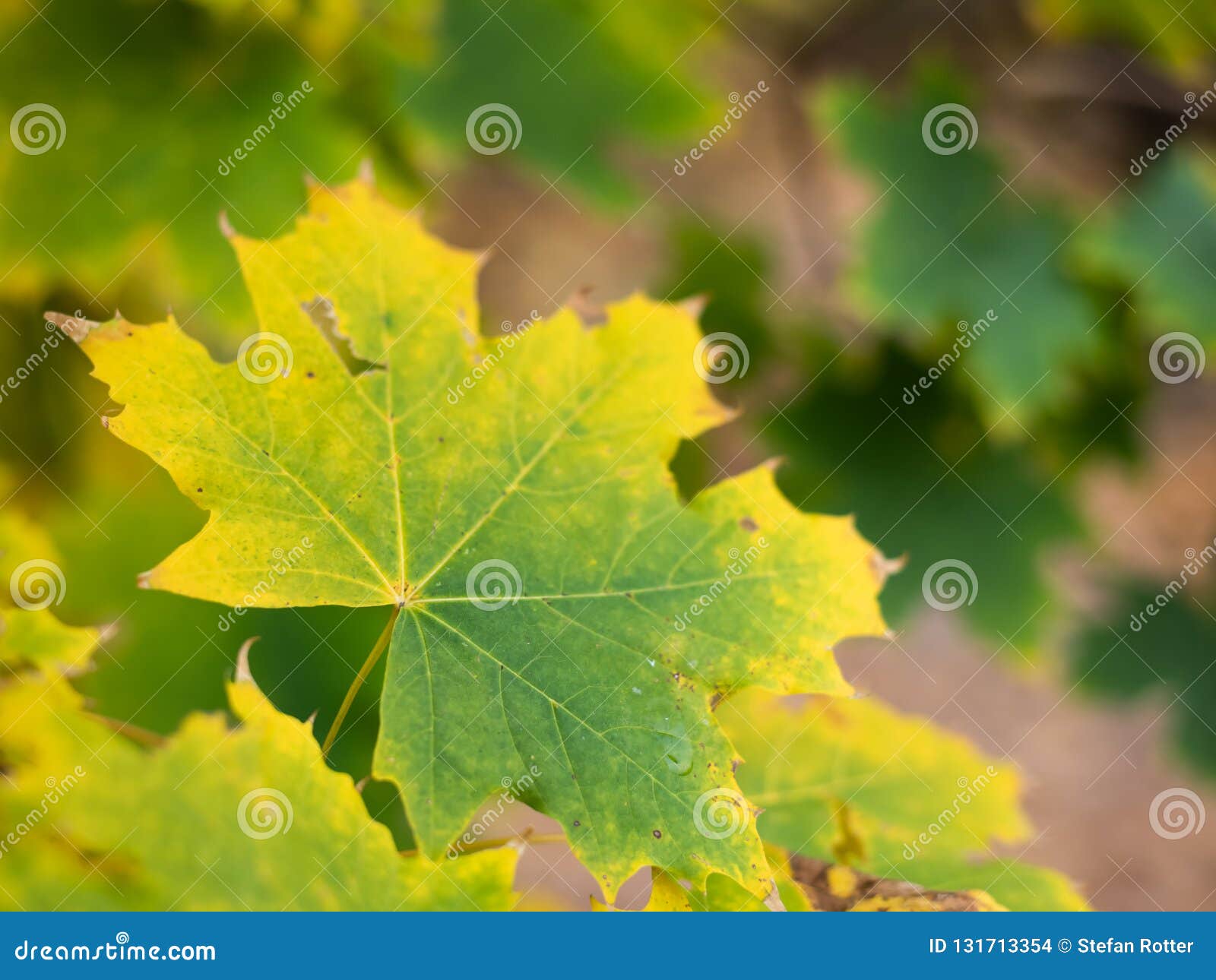 Color Changing Leaf of a Norway Maple in Autumn Stock Photo - Image of ...