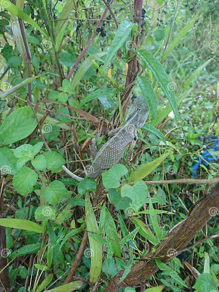 Color changing lizard. stock image. Image of chameleon - 255671395