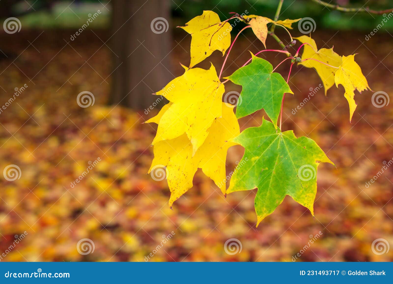 Color Changing Maple Leave in Autumn Stock Image - Image of leaf, plant ...