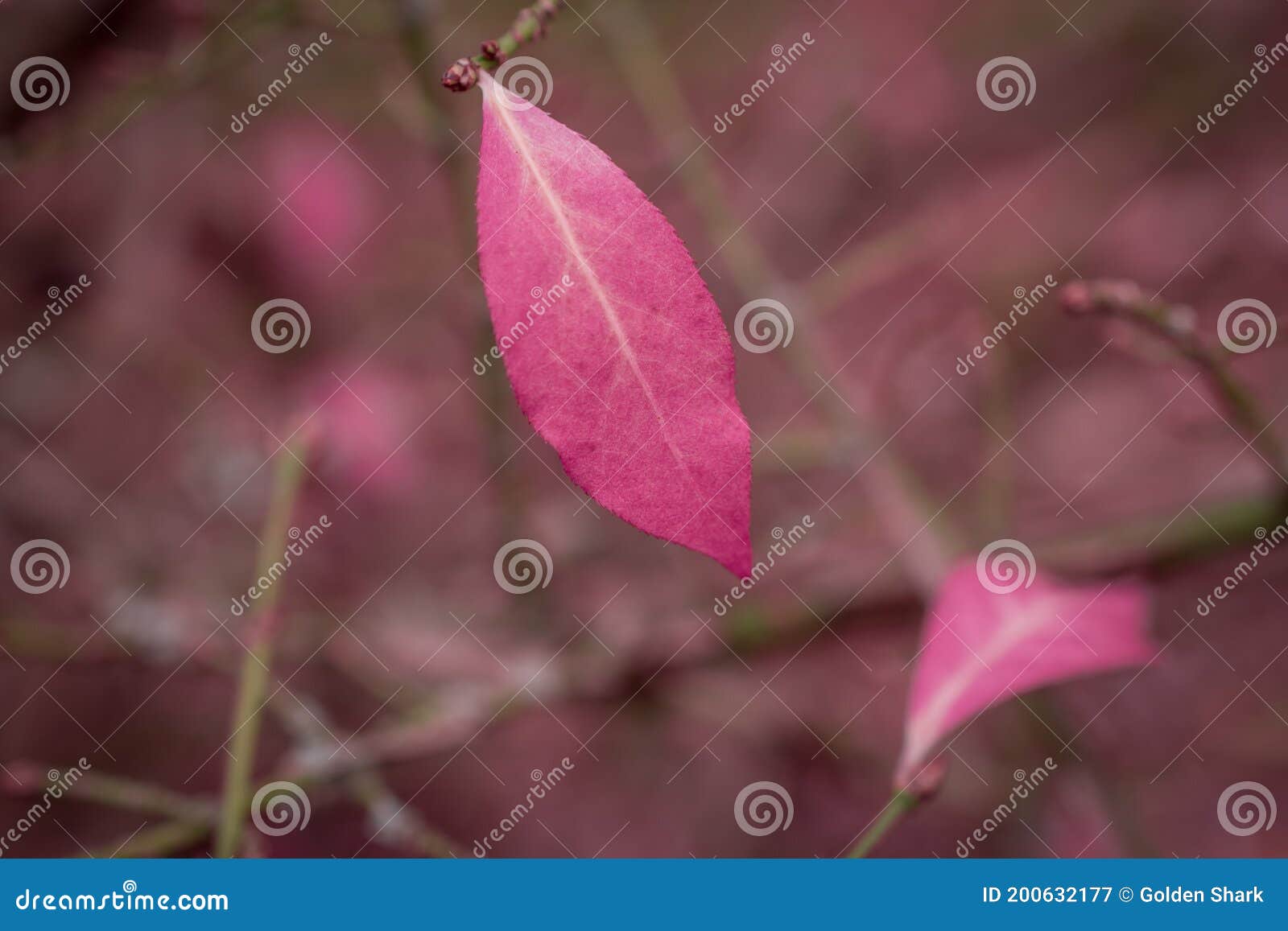 Color Changing Pink Leave in Autum Stock Image - Image of environment ...