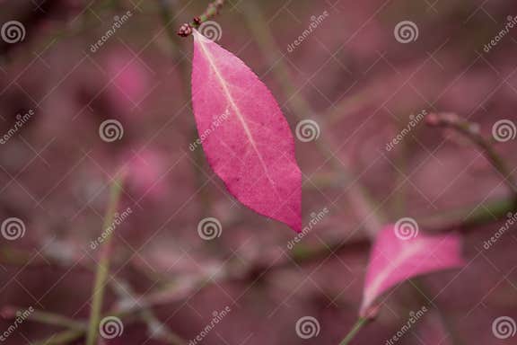 Color Changing Pink Leave in Autum Stock Image - Image of environment ...
