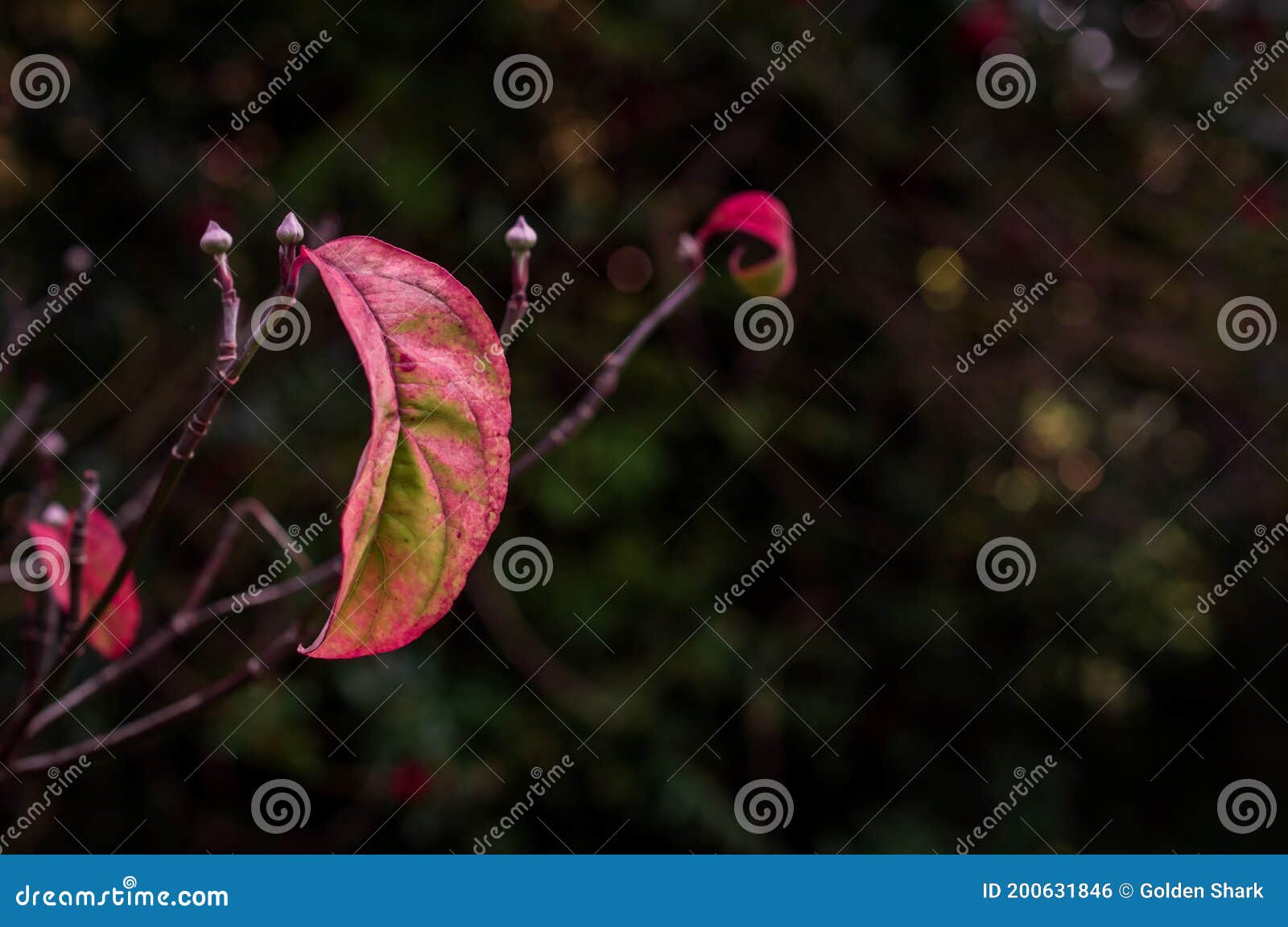 Color Changing Pink Leave in Autumn Stock Photo - Image of maple, pink ...