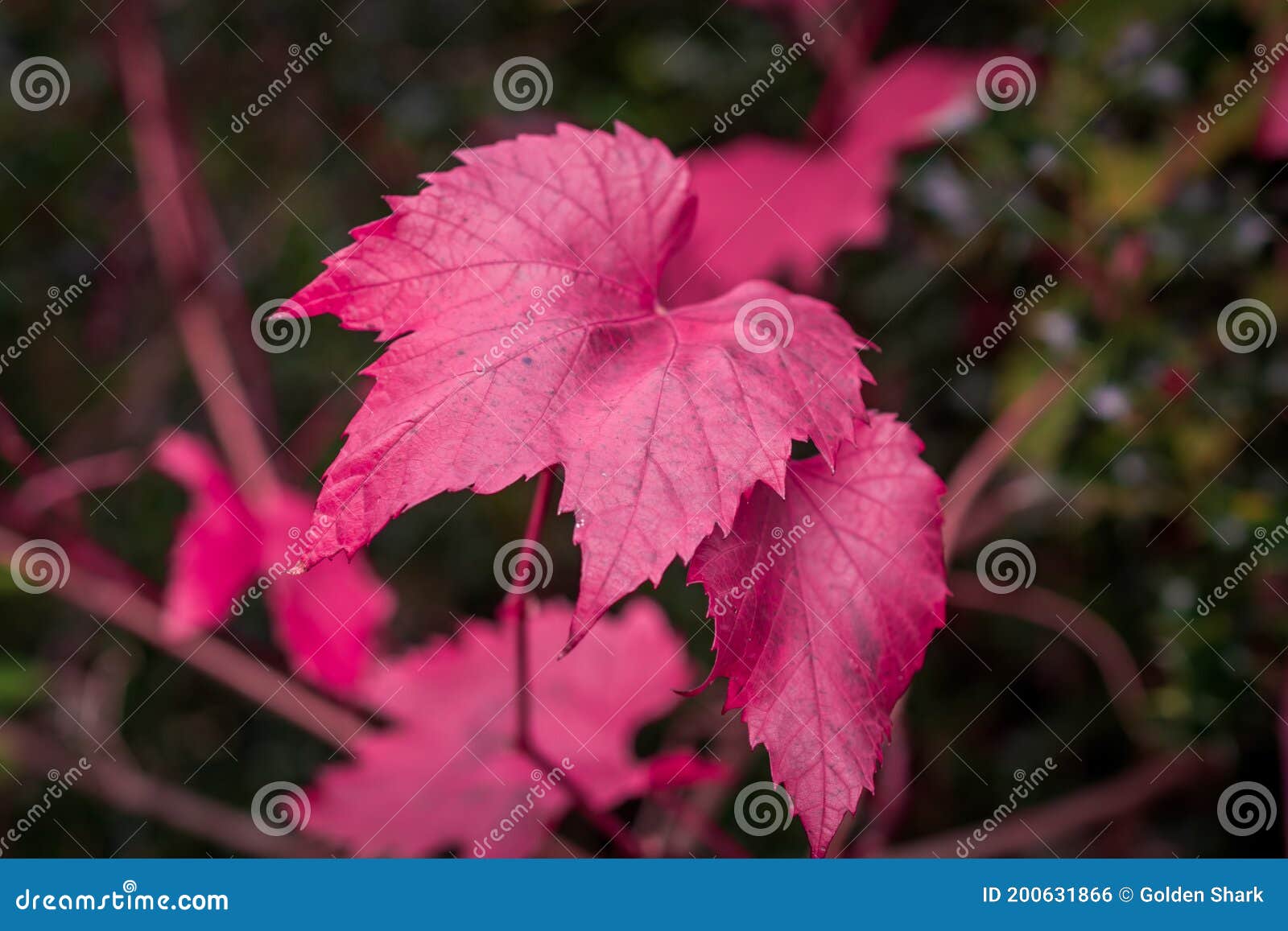 Color Changing Pink Leave in Autumn Stock Photo - Image of beautiful ...