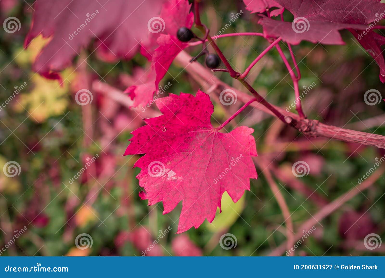 Color Changing Pink Leave in Autumn Stock Image - Image of fall, forest ...