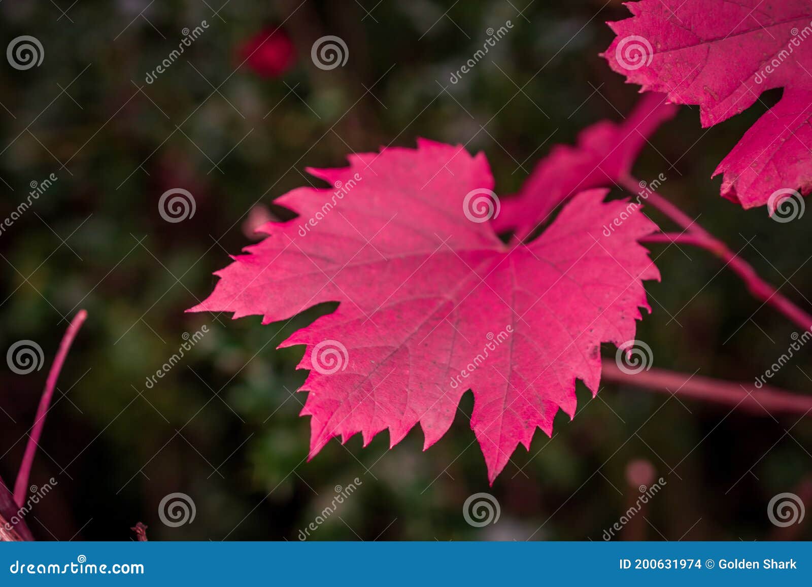 Color Changing Pink Leave in Autumn Stock Photo - Image of branch ...