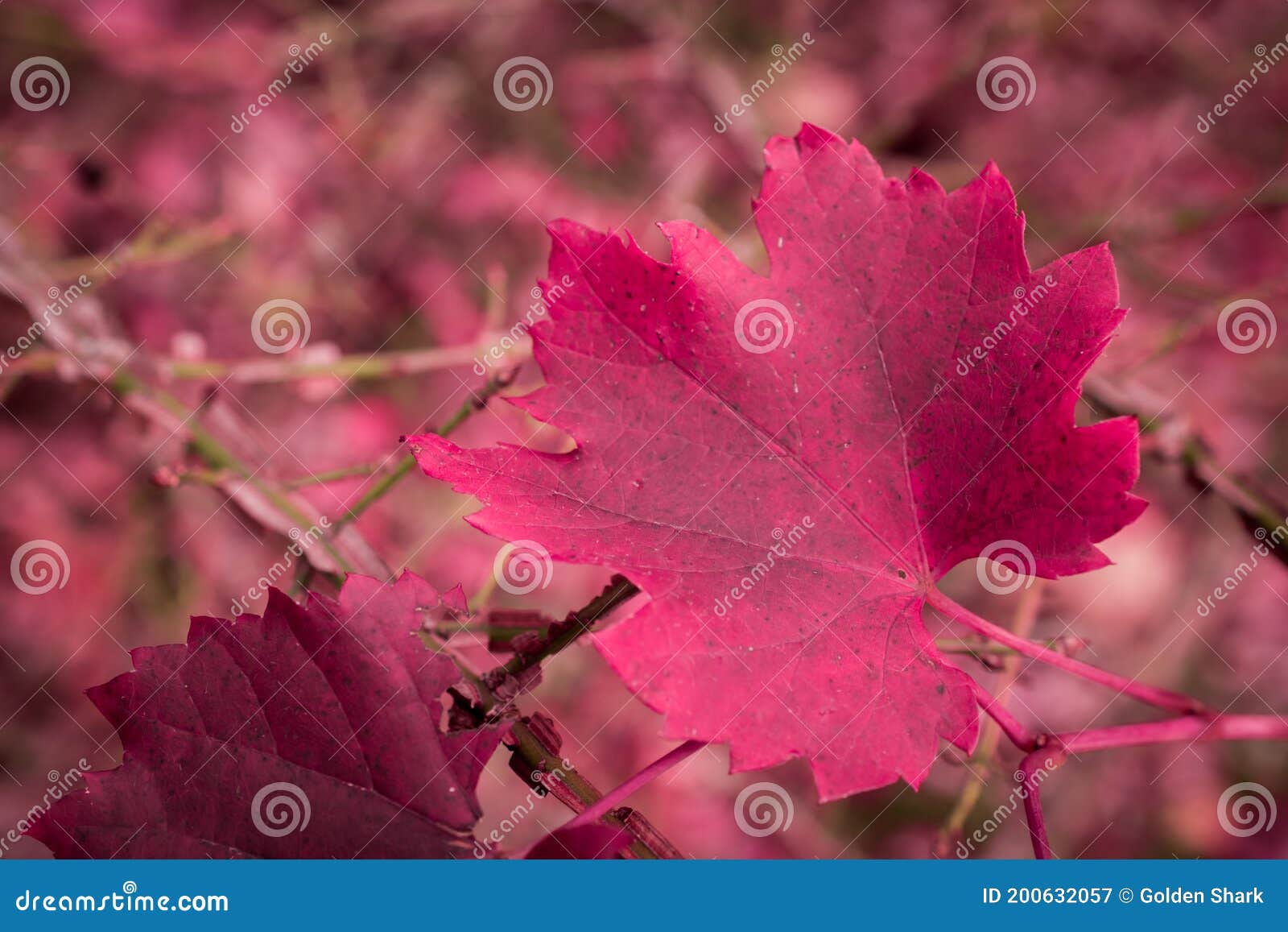 Color Changing Pink Leave in Autumn Stock Image - Image of beautiful ...