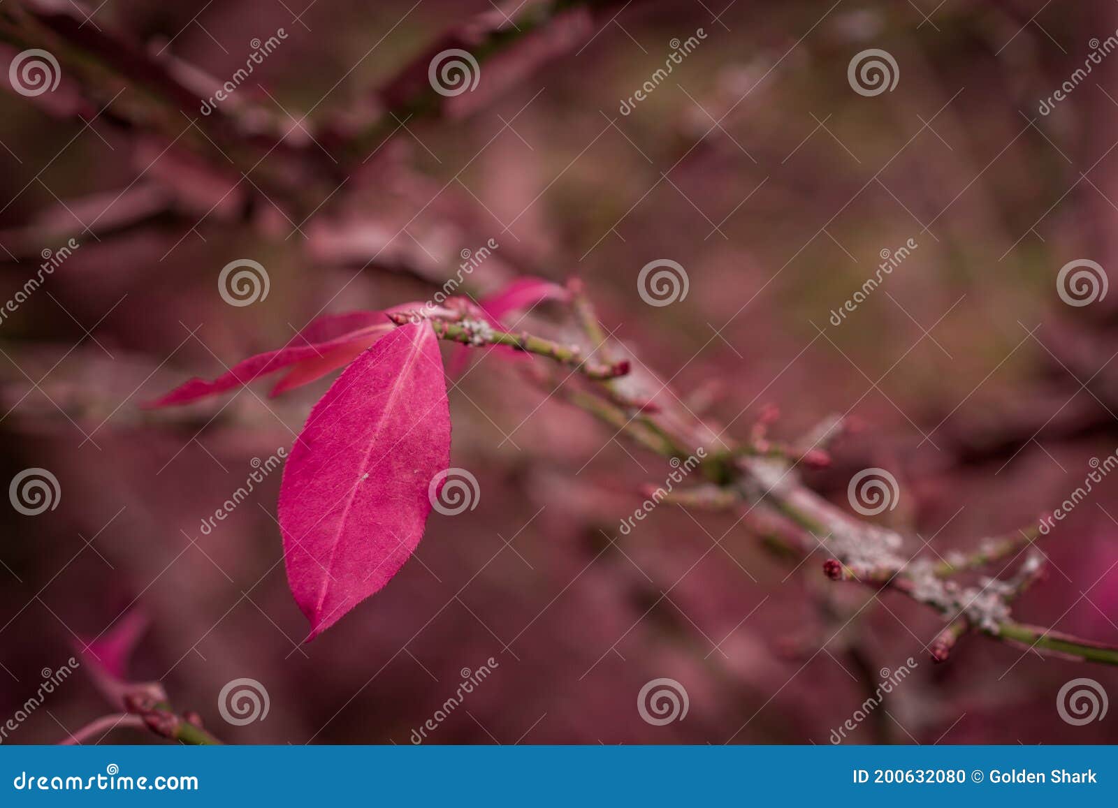 Color Changing Pink Leave in Autumn Stock Photo - Image of orange, dark ...