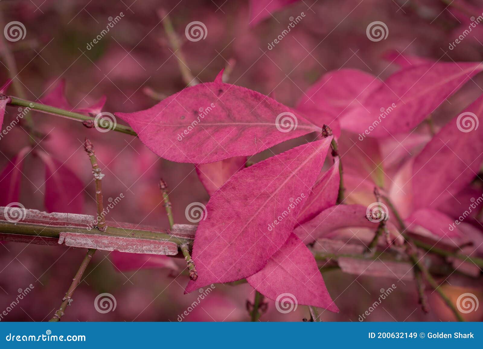 Color Changing Pink Leave in Autumn Stock Image - Image of change ...