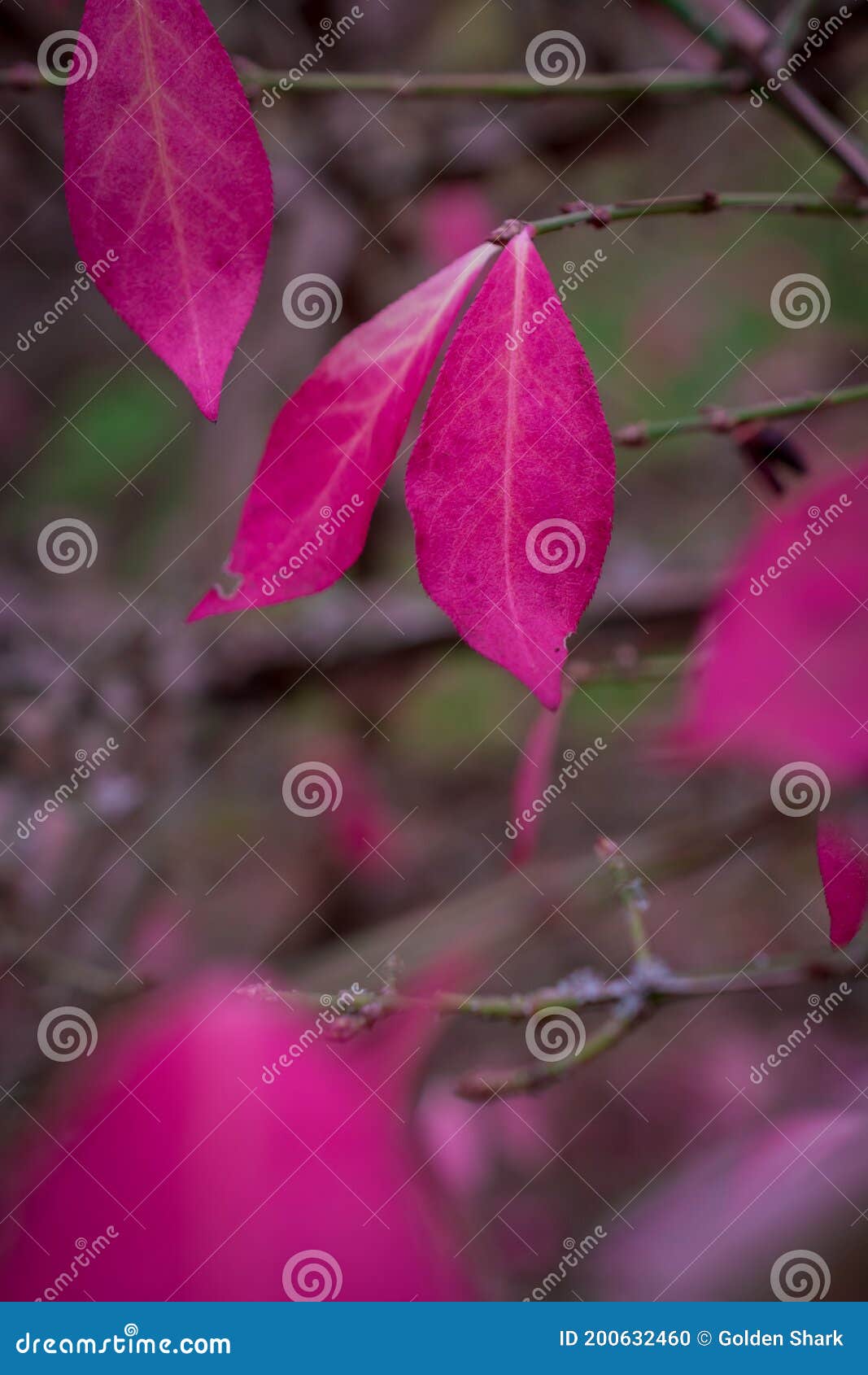 Color Changing Pink Leave in Autumn Stock Photo - Image of green ...