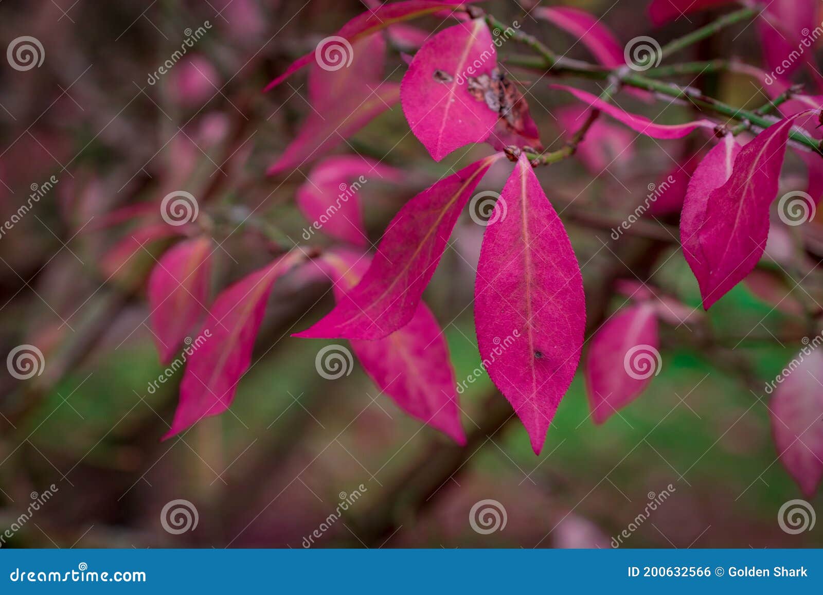 Color Changing Pink Leave in Autumn Stock Photo - Image of fall, nature ...