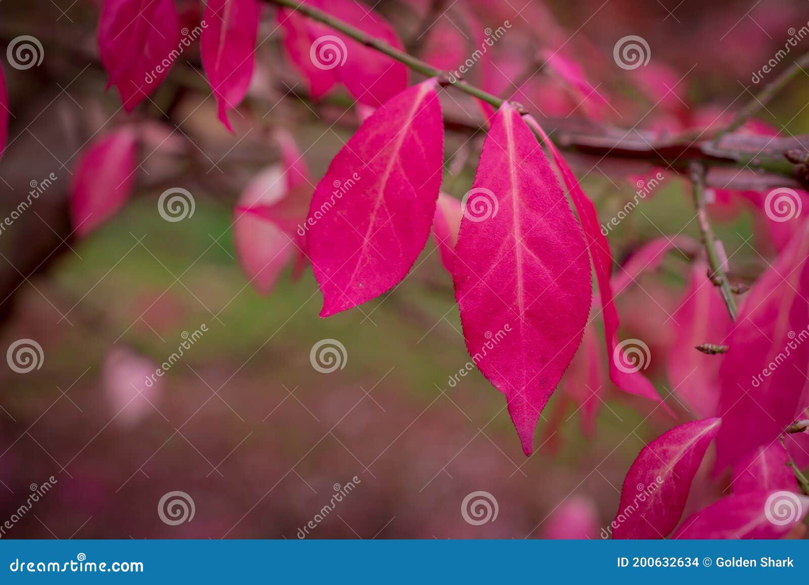 Color Changing Pink Leave in Autumn Stock Photo - Image of texture ...
