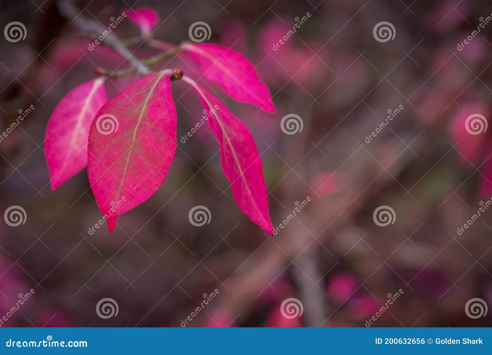 Color Changing Pink Leave in Autumn Stock Photo - Image of pink, autumn ...