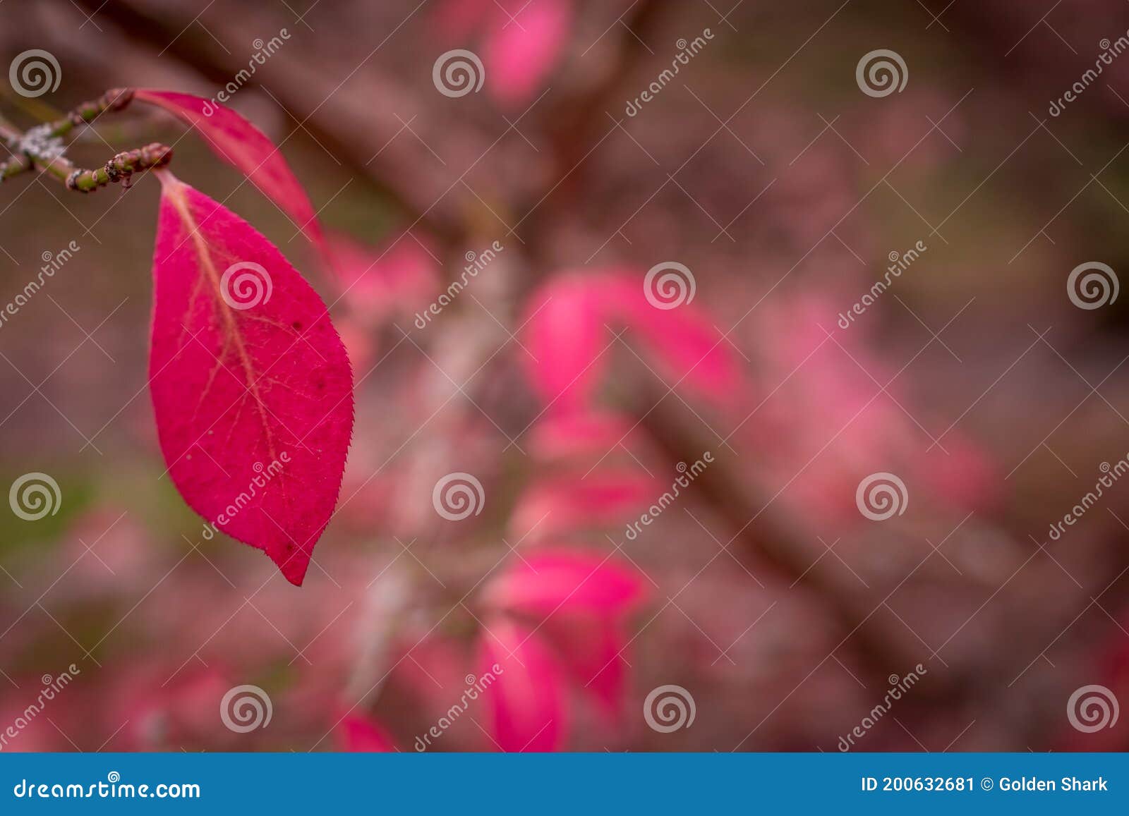 Color Changing Pink Leave in Autumn Stock Image - Image of colorful ...