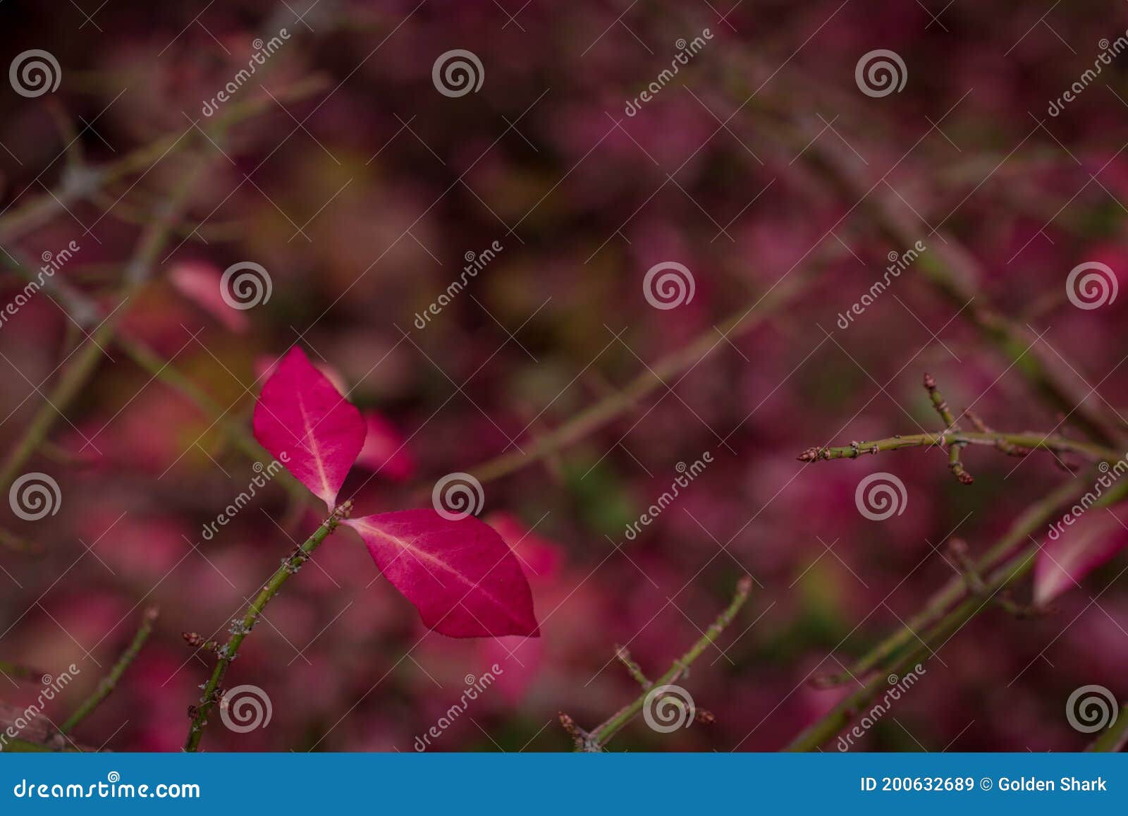 Color Changing Pink Leave in Autumn Stock Image - Image of nature, leaf ...