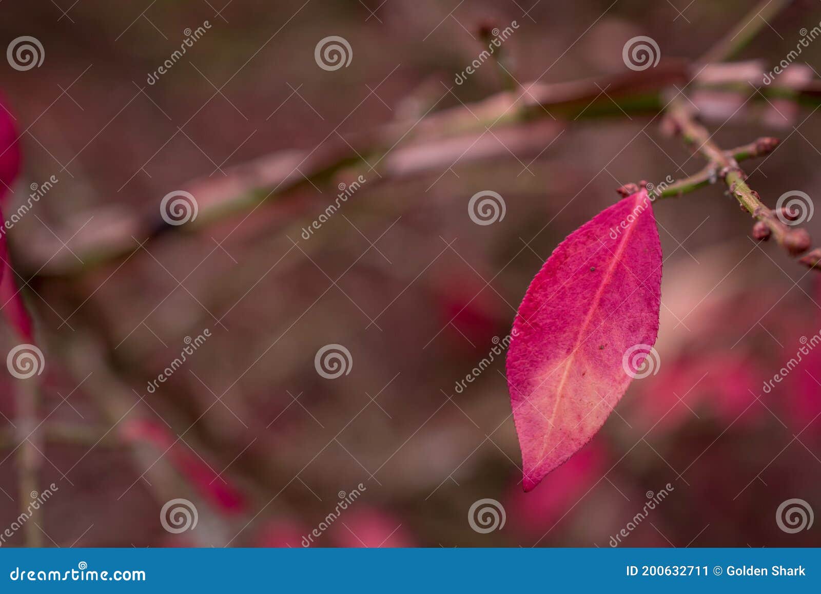Color Changing Pink Leave in Autumn Stock Image - Image of plant ...