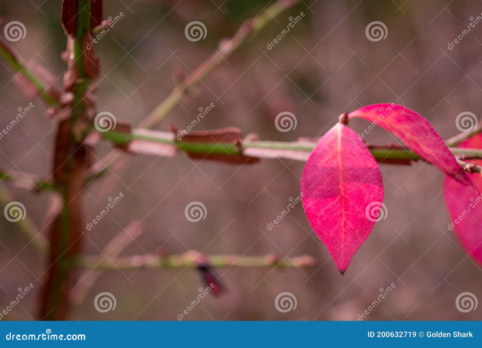 Color Changing Pink Leave in Autumn Stock Image - Image of wallpaper ...