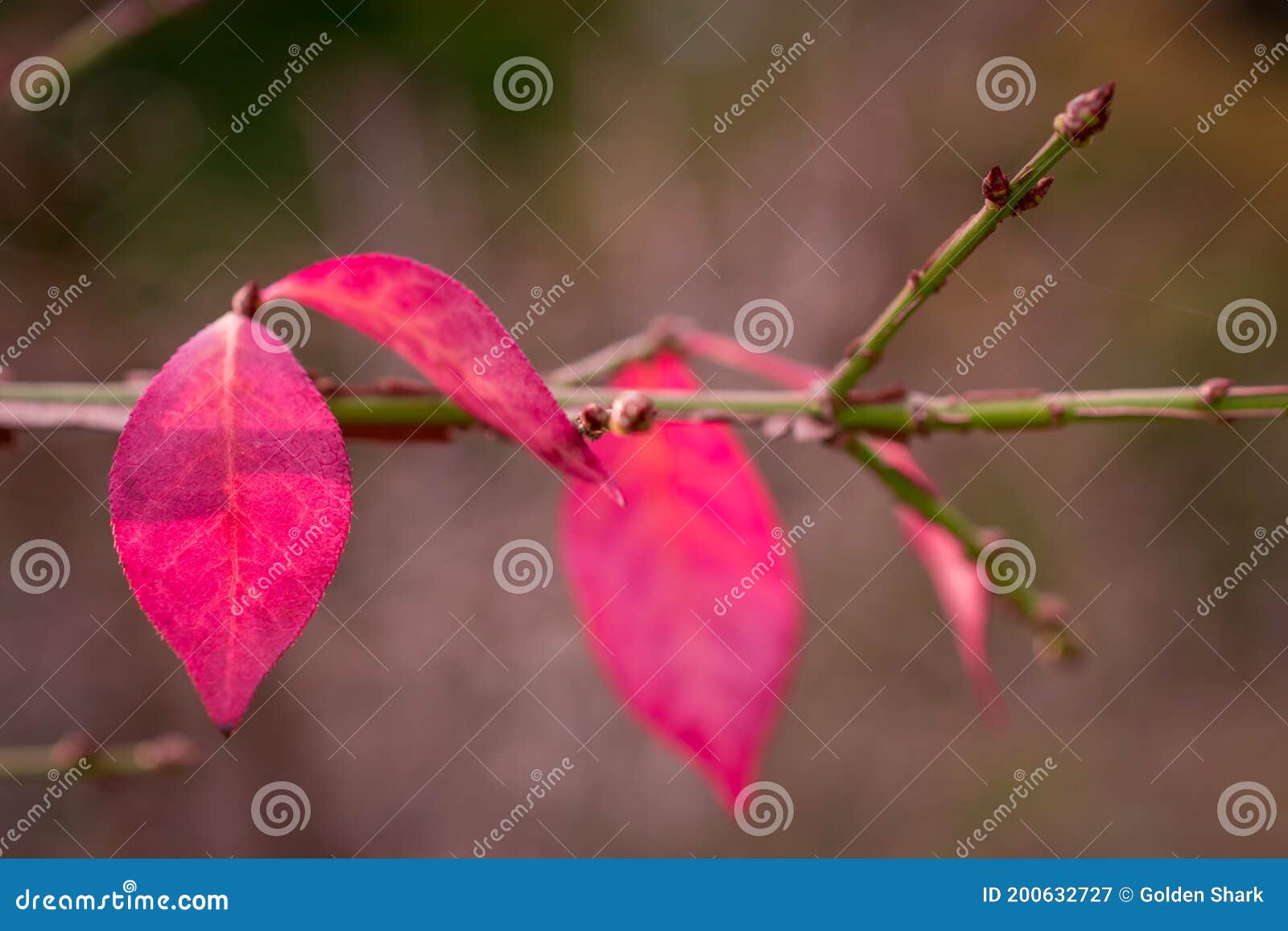 Color Changing Pink Leave in Autumn Stock Image - Image of plant ...
