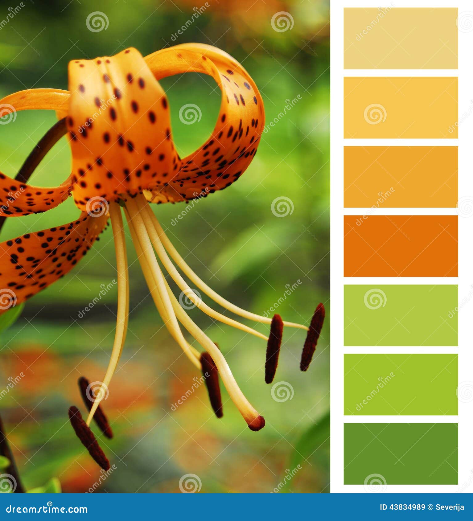 Color chart selection stock image. Image of guide, flower - 43834989