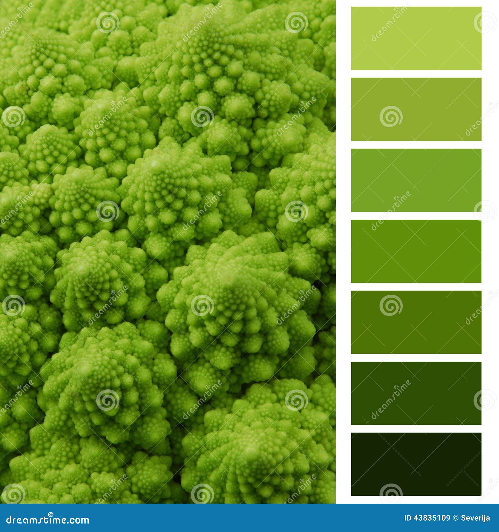 Color chart selection stock image. Image of broccoli - 43835109