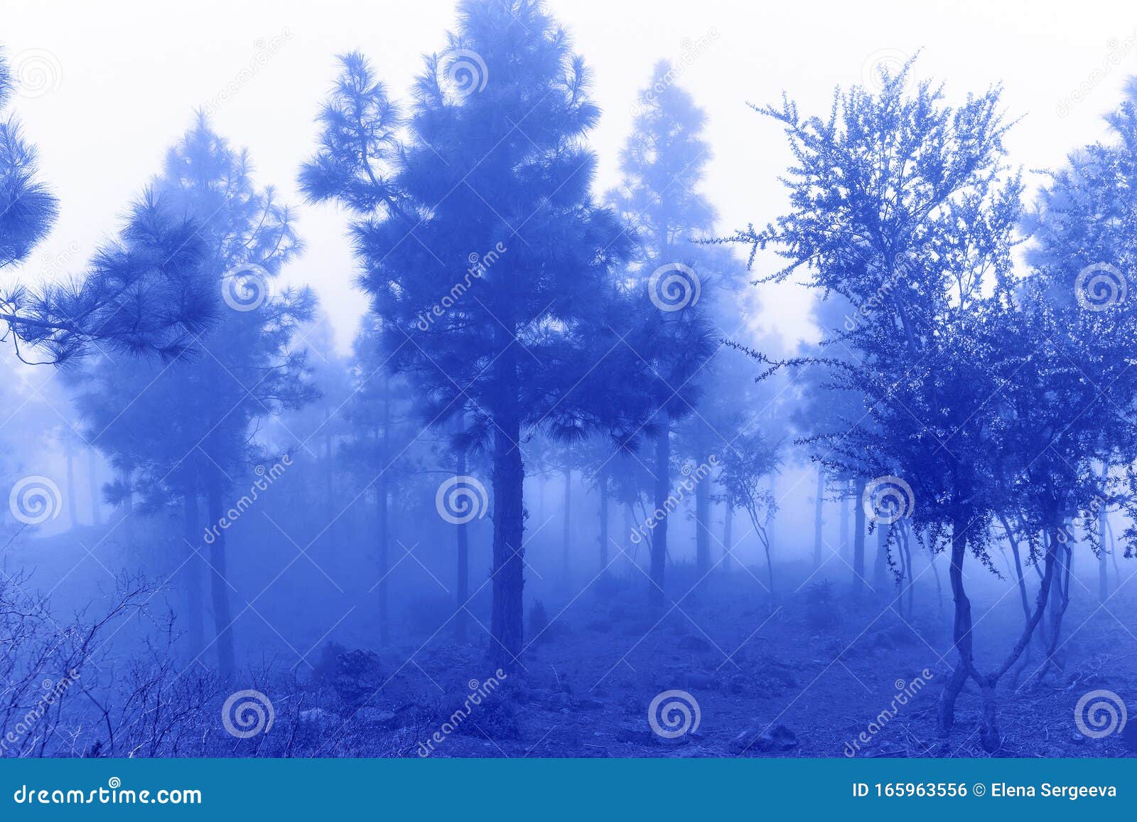 2020 Color, Classic Blue, Background, Forest in the Fog Stock Photo ...