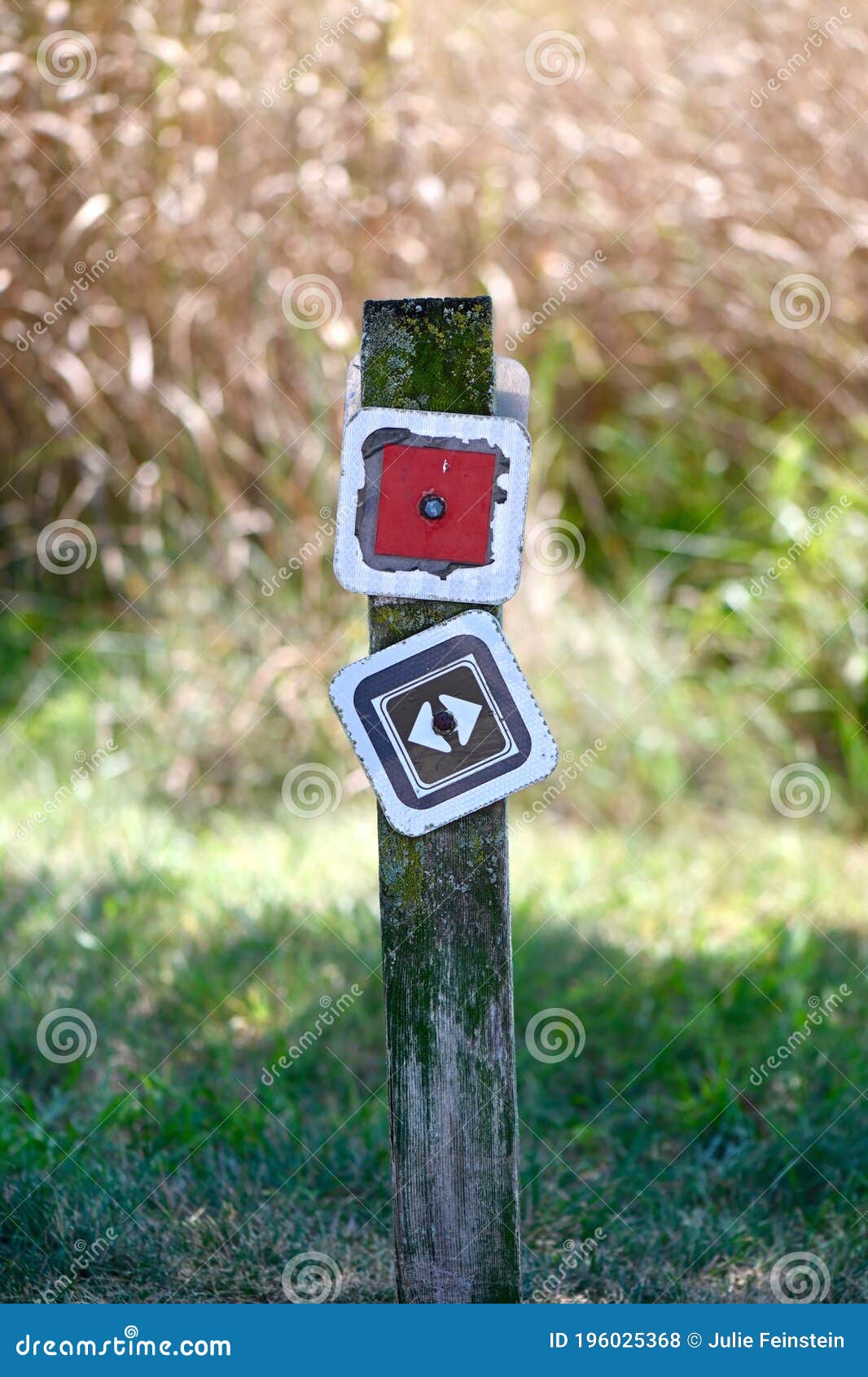 The Intersection Of Paths In The Park Among Lawns Filled With Yellow ...