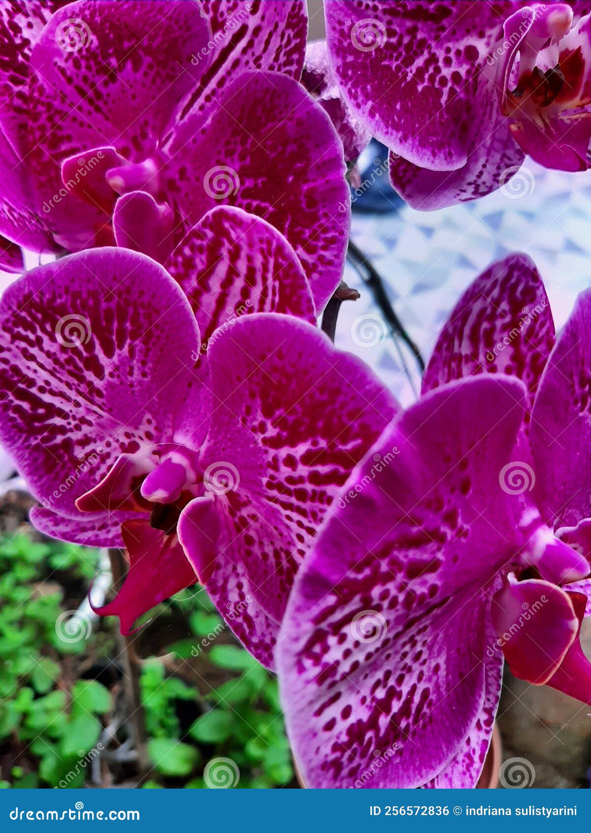 Color combination orchid stock photo. Image of pink - 256572836