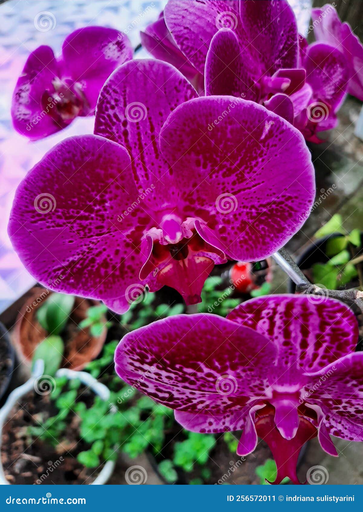 Color combination orchid stock image. Image of wildflower - 256572011