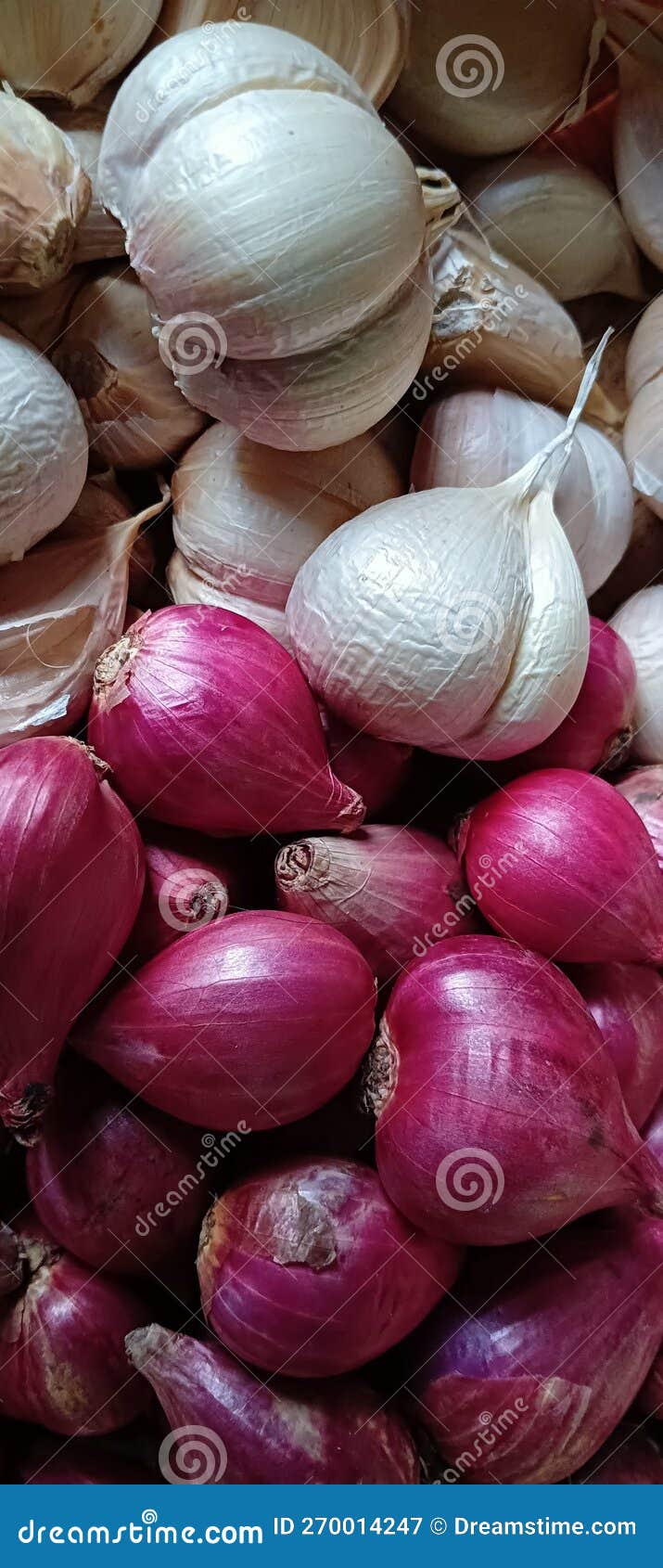Color Combination of Red and White Onion Stock Image - Image of violet ...