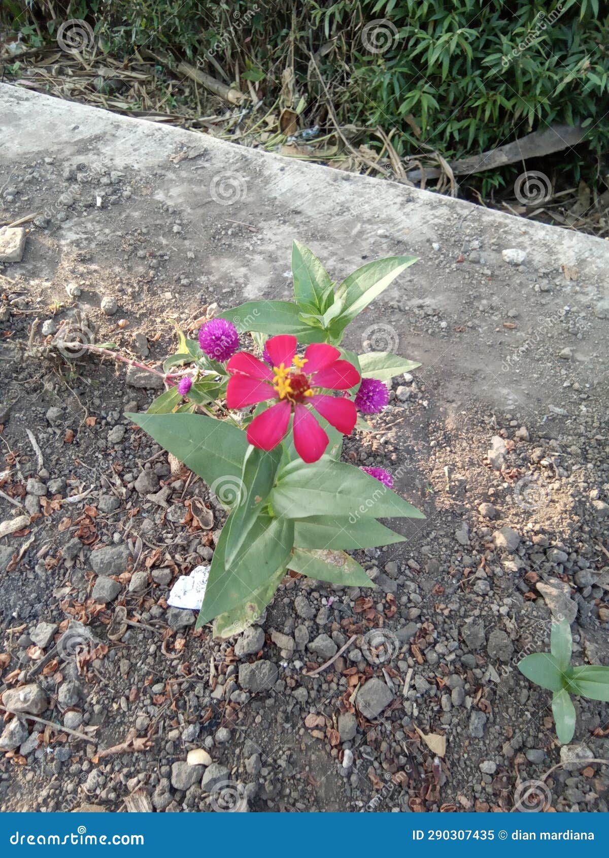 Color Combinations of Different Types of Flowers in the Garden Stock ...