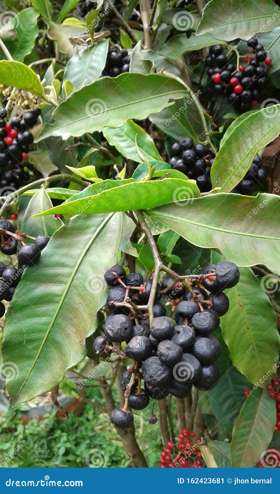 Color Completo Frutillo Bayas Colombia Imagen de archivo - Imagen de ...