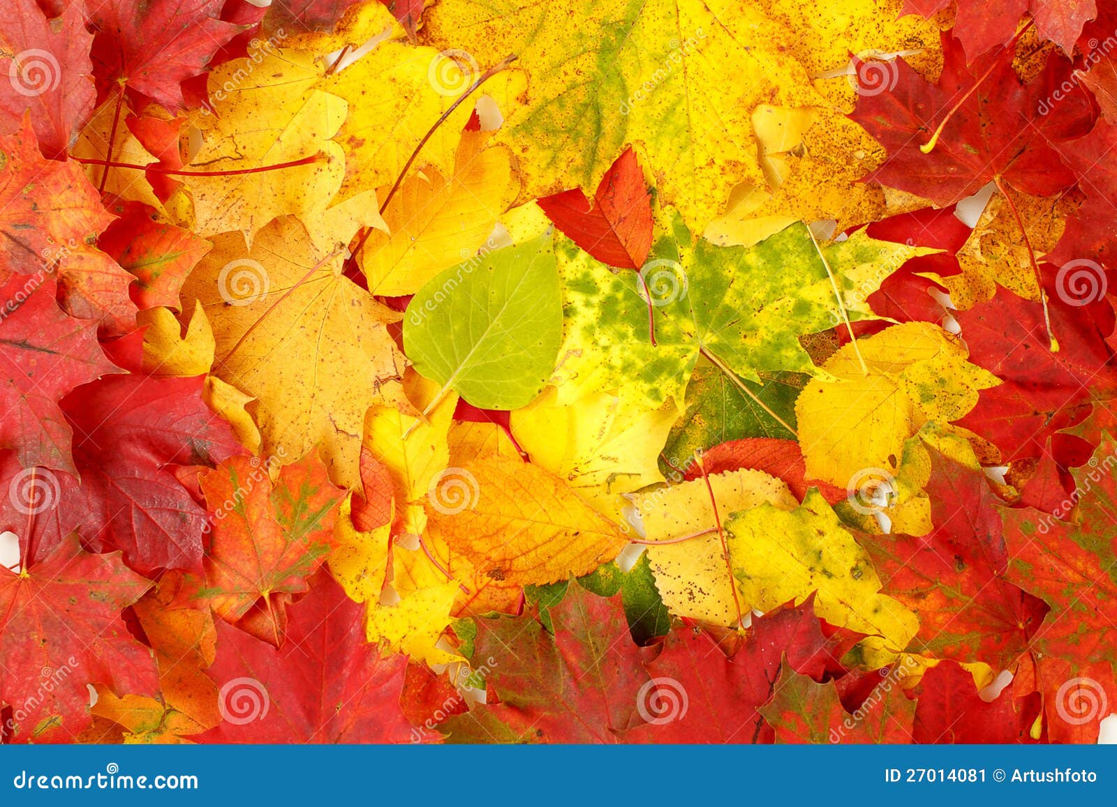 Color Composition from Autumn Leaves Stock Image - Image of fall ...